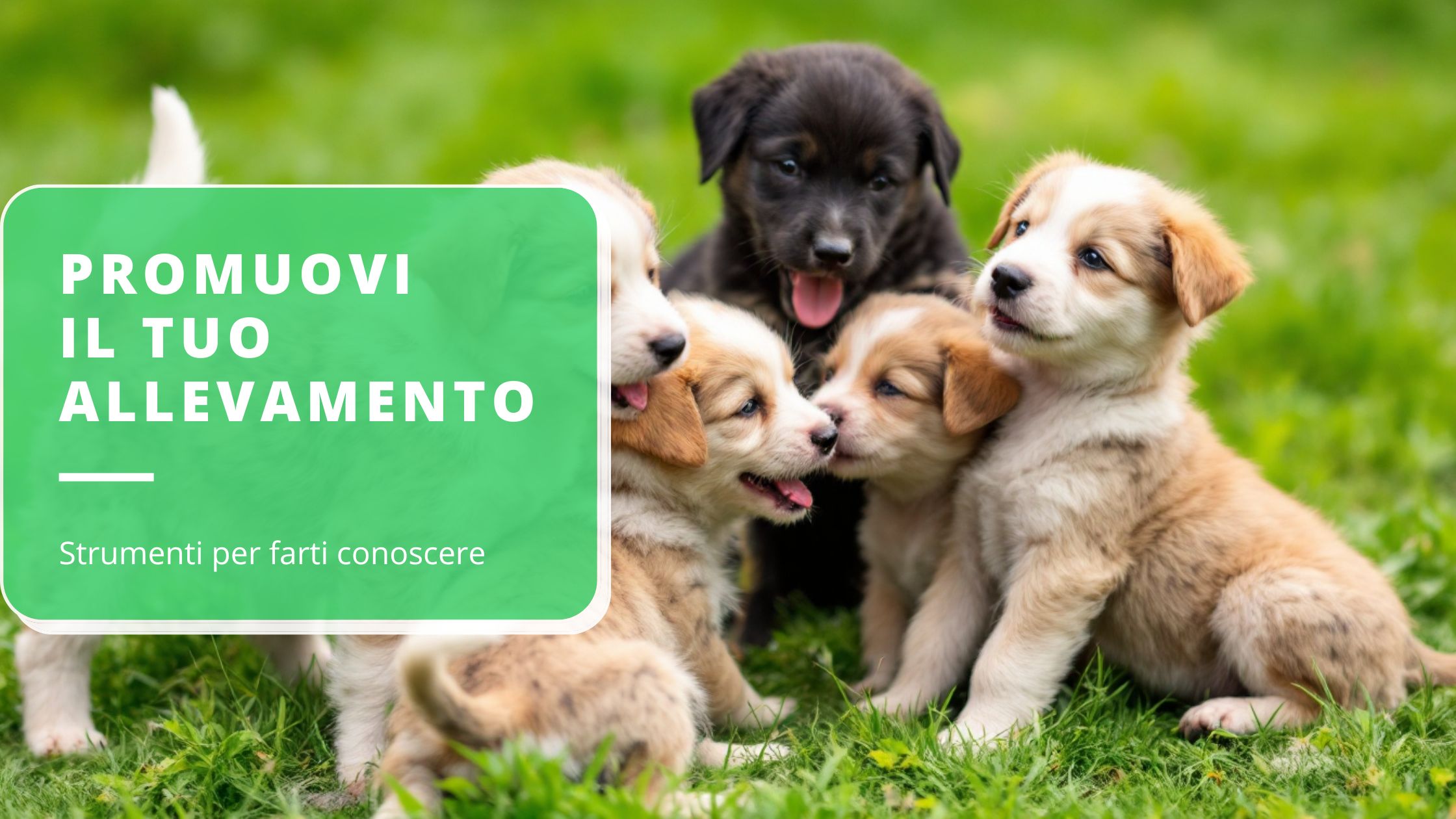 Come Far Conoscere il Tuo Allevamento di Cani: Guida alla Promozione Online